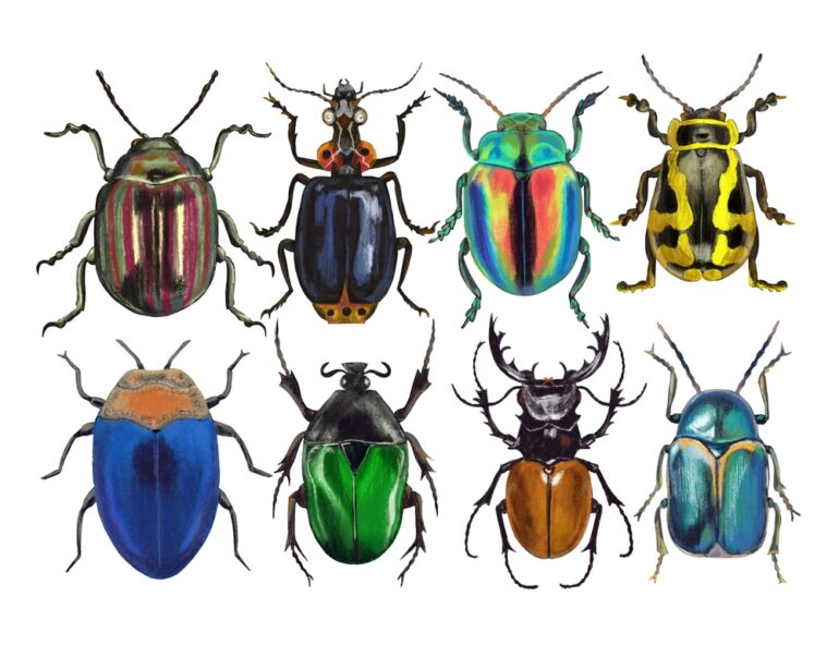 5 fascinating facts about beetles - Cottage Life