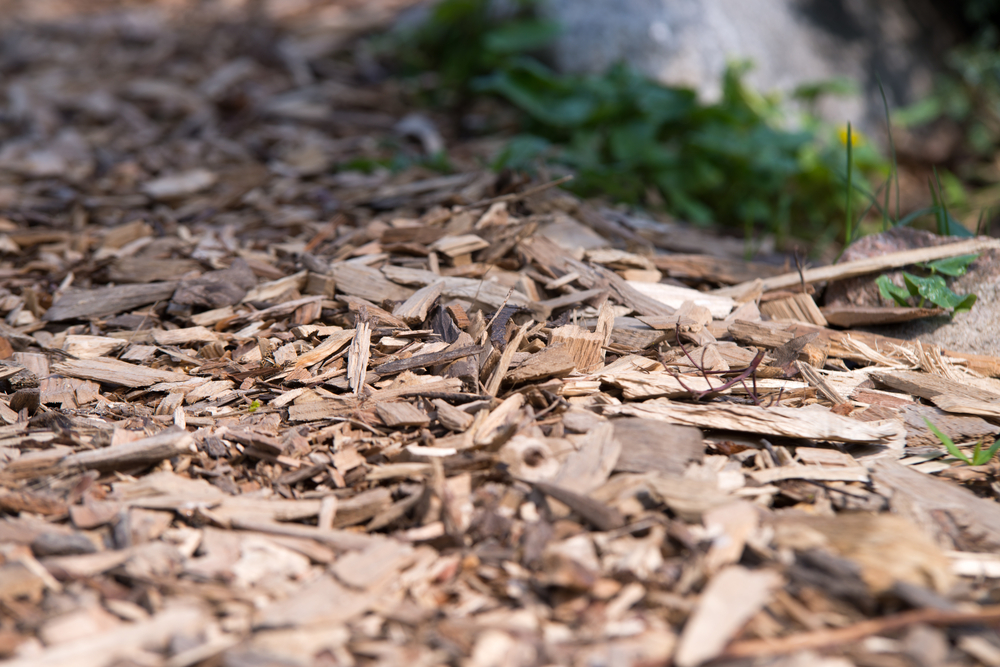 Could wood chips be a weapon against ticks? - Cottage Life